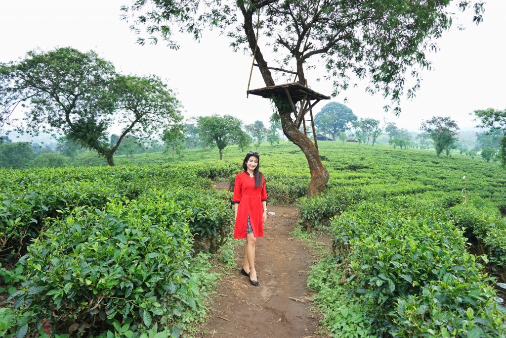 Kebun Teh Wonosari Utara Malang yang Memanjakan Mata