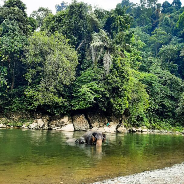 Ekowisata Tangkahan, Surga Tersembunyi Sumatera Utara