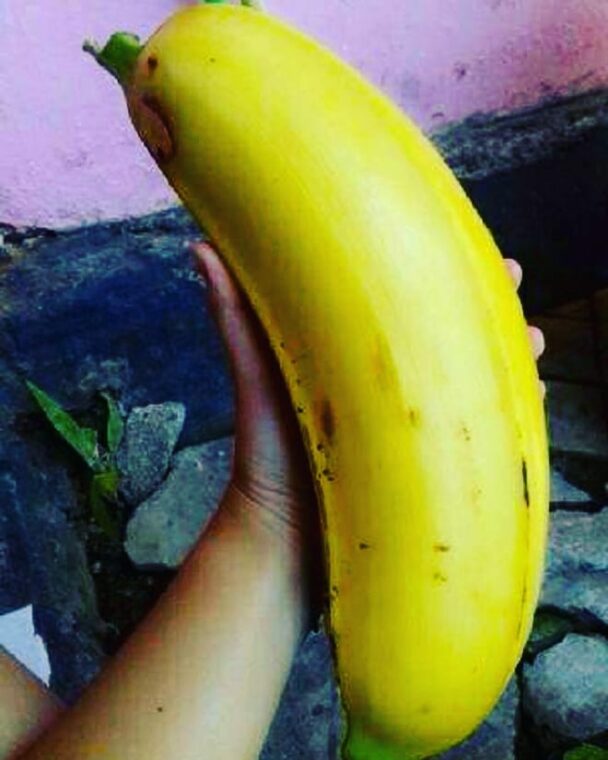 Musa Ingens, Pisang Terbesar Dunia di Indonesia Bikin Mata Perpana!