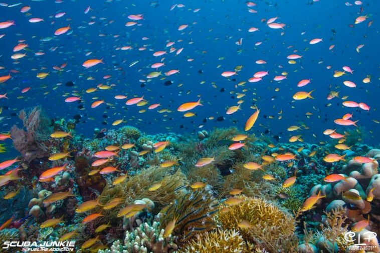 Happy World Sea Day! 5 Bawah Laut Indonesia dengan Keindahan Tiada Dua