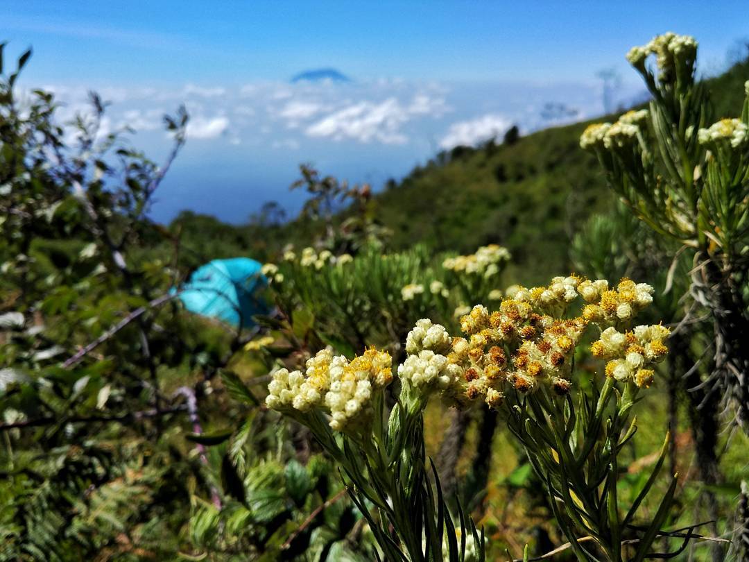 7 Gunung Ini Punya Hamparan Edelweiss, Salah Satunya Jadi Viral