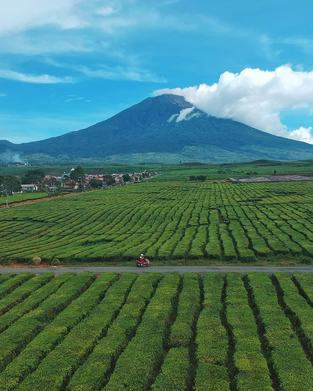 Keindahan Kebun Teh Kayu Aro, Tertinggi ke-2 di Dunia