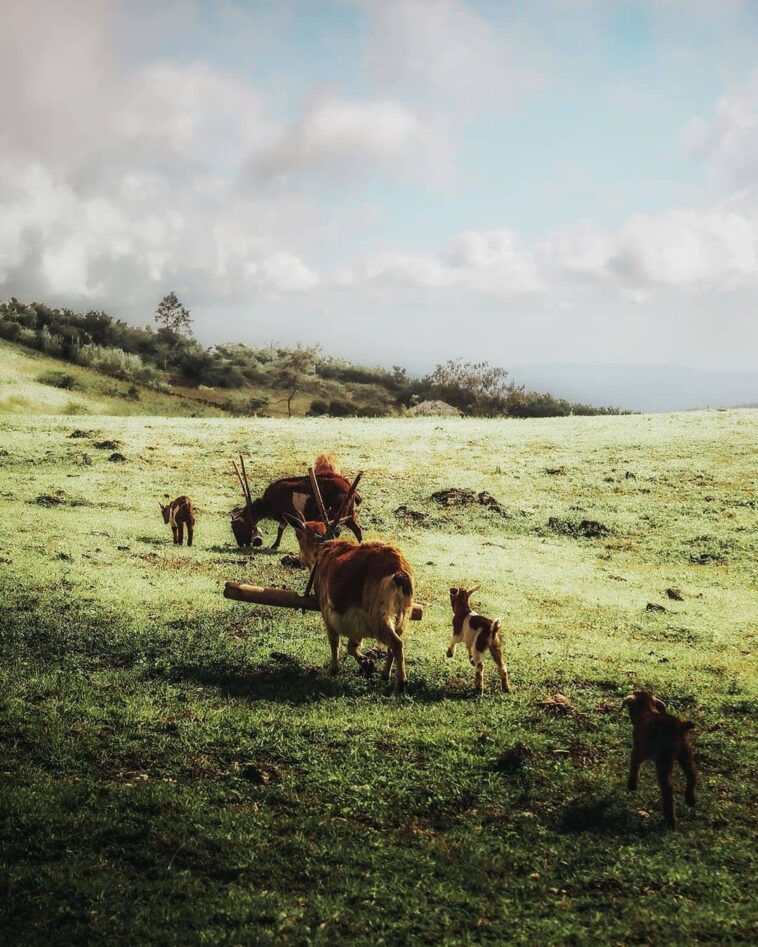Jelajah Aneka Padang Rumput di NTT yang Jadi Spot Foto Instagenik