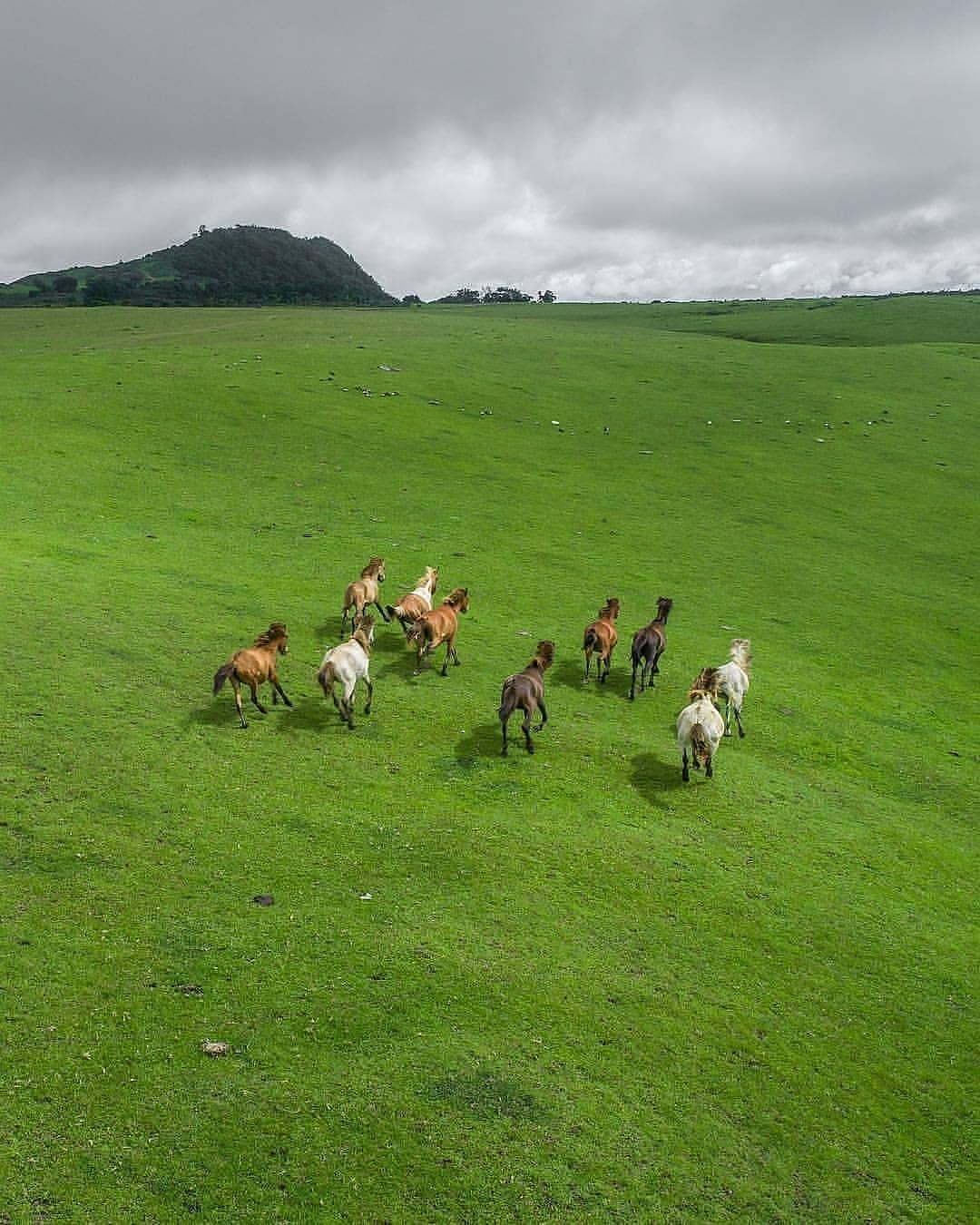Jelajah Aneka Padang Rumput di NTT yang Jadi Spot Foto Instagenik