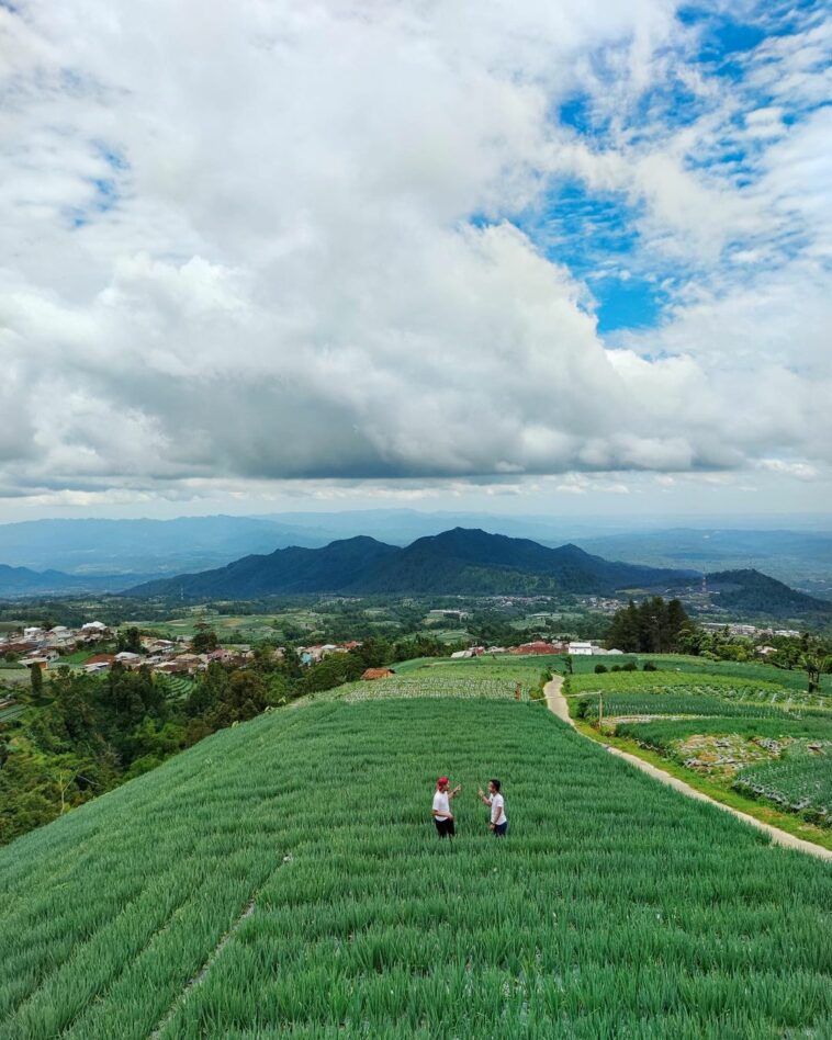 Desa Sukomakmur di Magelang, Keindahan Ladang Hijau Serta Pegunungan