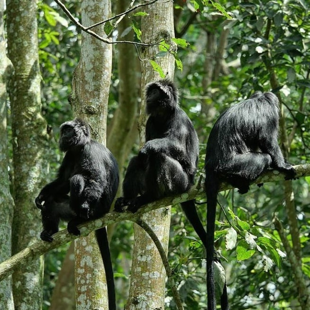 Desa Tetebatu di Lombok NTB Mewakili Indonesia di Ajang Desa Wisata ...
