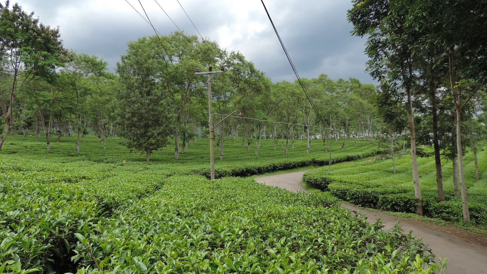 Berburu Sunrise di Puncak Sabana Lincing Arjuno Malang