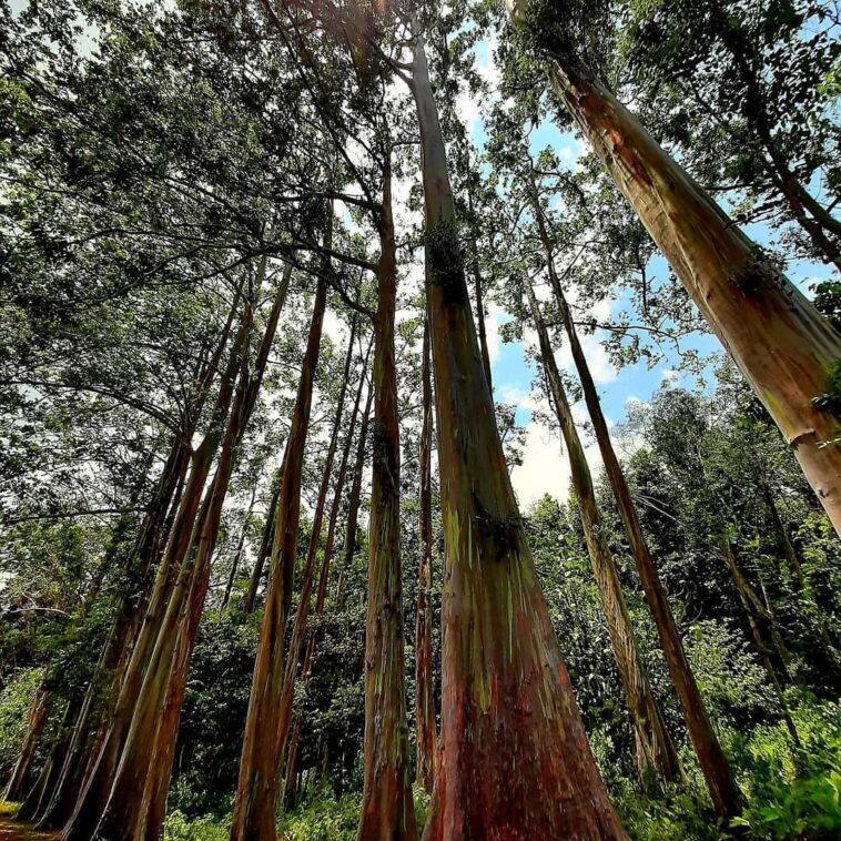 Keindahan dan Keunikan Hutan Pohon Pelangi di Bondowoso