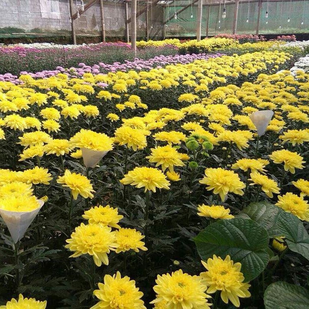 Wisata Kebun Bunga di Jawa Timur, Cantik Untuk Spot Swafoto Instagenik