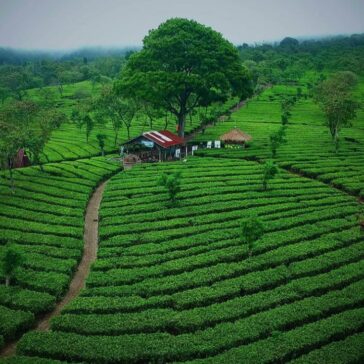 Bukit Kuneer Wonosari, Sensasi Berburu Sunrise Dihamparan Kebun Teh