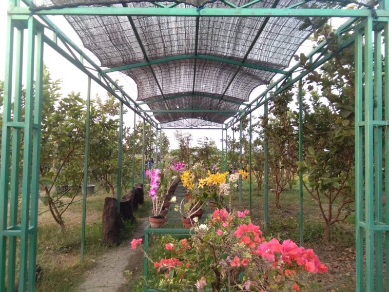 Taman Carambola, Wahana Edukasi di Pare yang Penuh dengan Bunga ...