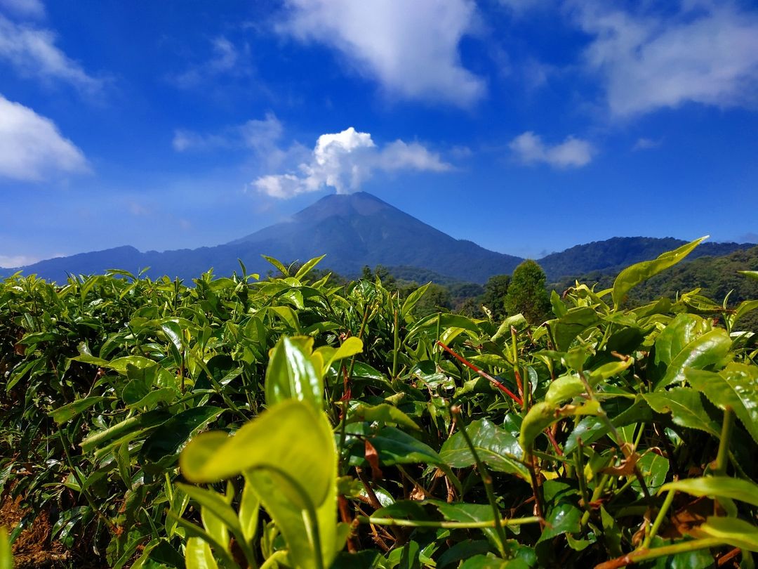 Kebun Teh Kaligua Peninggalan Belanda, Kesegaran Alaminya Cocok untuk ...