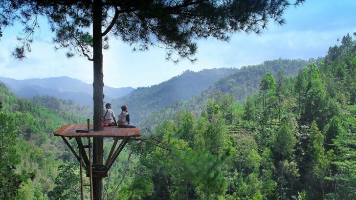 Nikmati Kesejukan Wisata Hutan Pinus Gemaharjo Pacitan