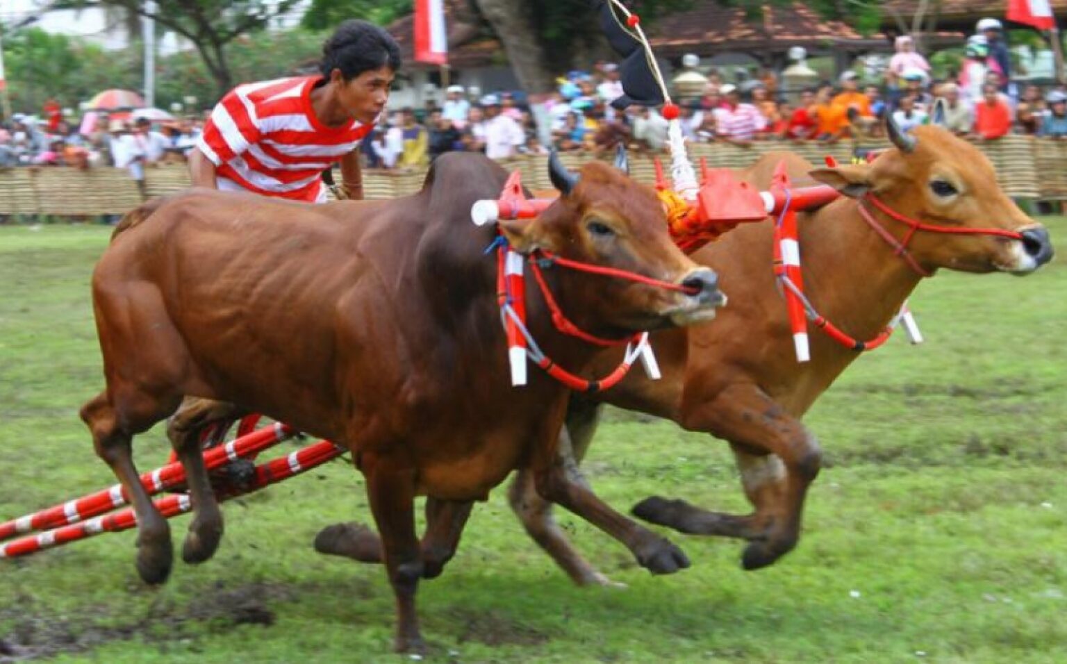 Tradisi Karapan Sapi, Bisa Angkat Derajat Keluarga