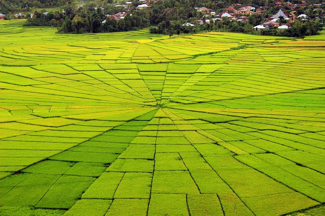 5 Sawah Terindah di Indonesia, Nomor 5 Seperti di Negeri Dongeng!
