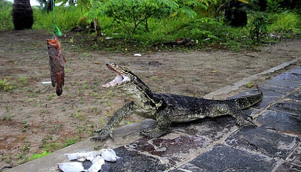 Nikmati Pulau Biawak Indramanyu, Tak Perlu Jauh-Jauh ke Pulau Komodo