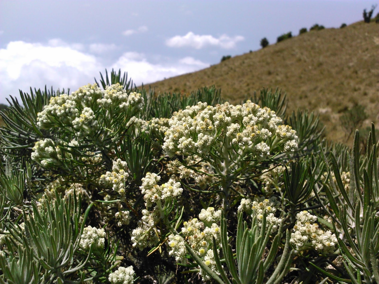 Tips Mudah Mendaki Gunung Seminung Habitat Bunga Edelweis