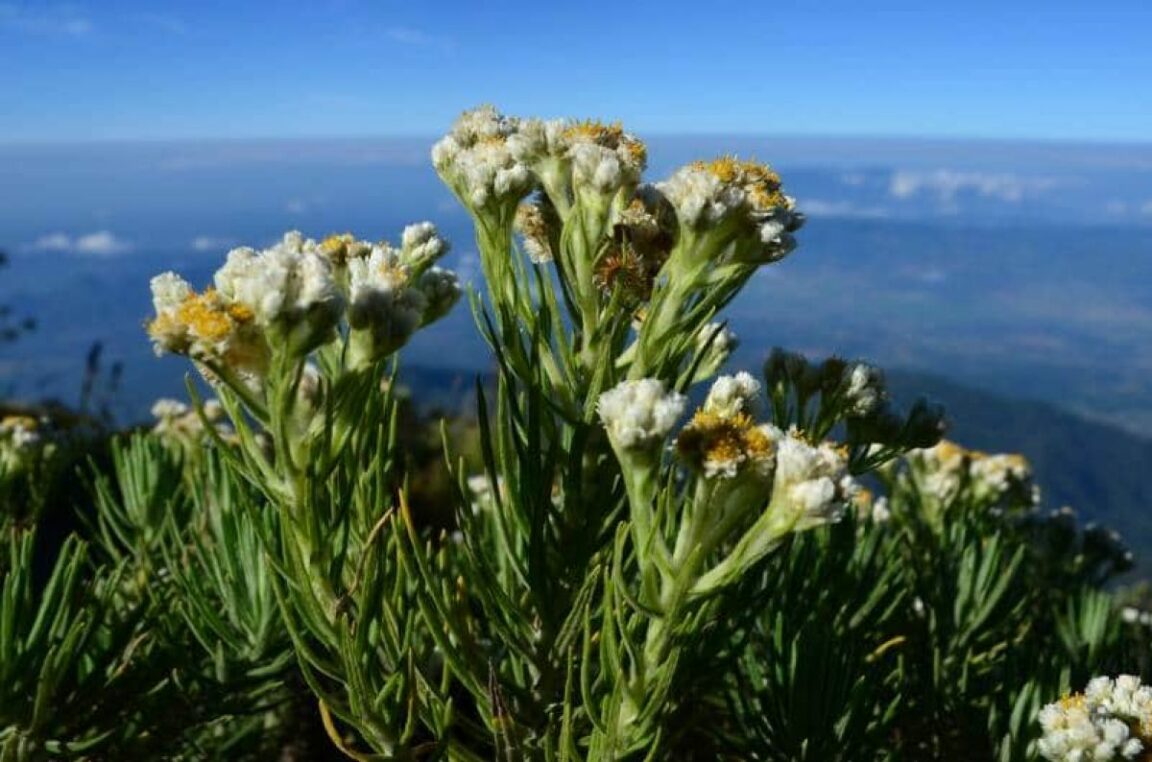 Tips Mudah Mendaki Gunung Seminung Habitat Bunga Edelweis