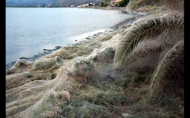 Unik Bikin Takjub, 300 Meter Jaringan Laba-Laba Muncul di Musim Kawin