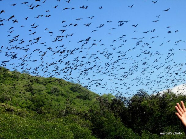 Pulau Riung NTT, Tawarkan Wisata Laut Yang Mengagumkan
