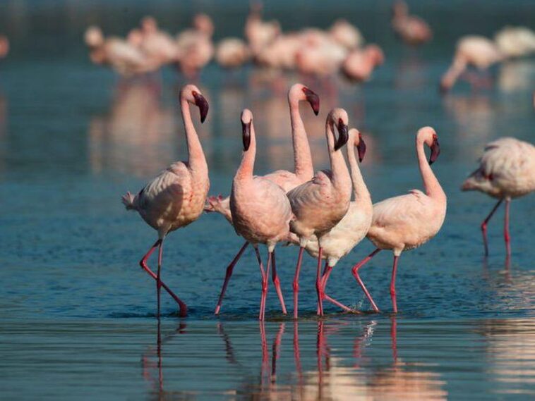 Ganasnya Danau Natron, Cantik Namun Mematikan