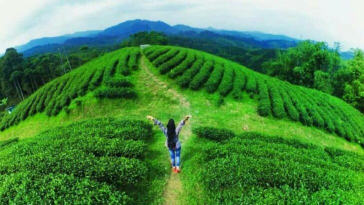 Yuk Intip Keindahan Hamparan Kebun Teh Cikuya Lebak Banten!