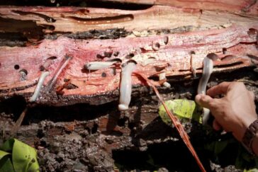 Tembiluk, Cacing Kayu Khas Dayak yang Terlihat ‘Ekstrem’ namun Nikmat ...