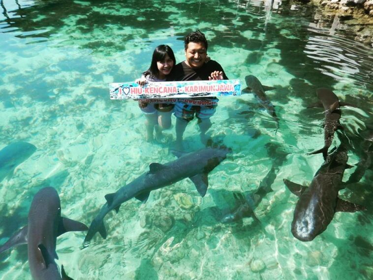 Cantiknya Pulau Serangan, Berenang Bersama Hiu