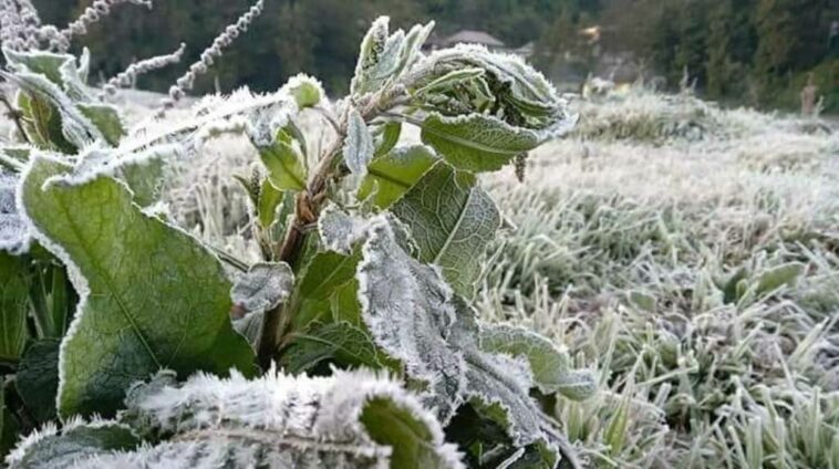 Frost Flower, Fenomena Udara Membeku Berbentuk Es Cantik yang Pernah ...