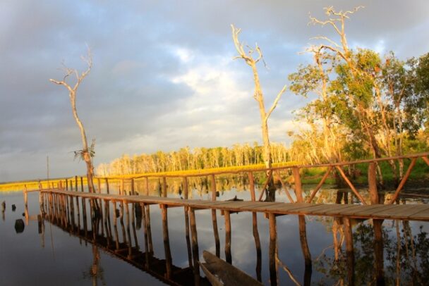 Taman Nasional Wasur, Surga Pecinta Alam di Papua dengan Kekayaan Flora ...