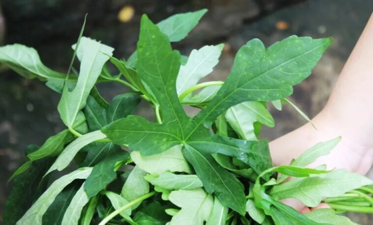 Bubur Tinutuan khas Manado, Terbuat dari Berbagai Macam Sayuran yang ...