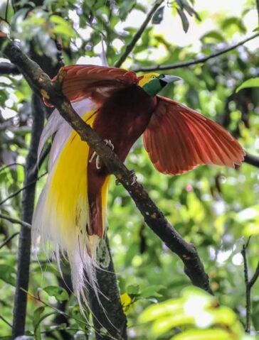 Taman Nasional Wasur, Surga Pecinta Alam di Papua dengan Kekayaan Flora ...