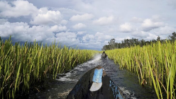 Taman Nasional Wasur, Surga Pecinta Alam di Papua dengan Kekayaan Flora ...