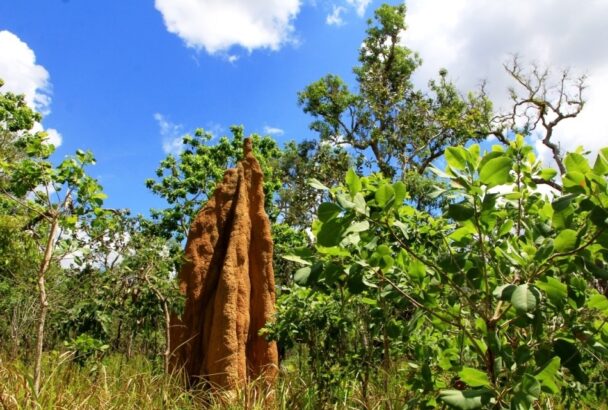 Taman Nasional Wasur, Surga Pecinta Alam di Papua dengan Kekayaan Flora ...
