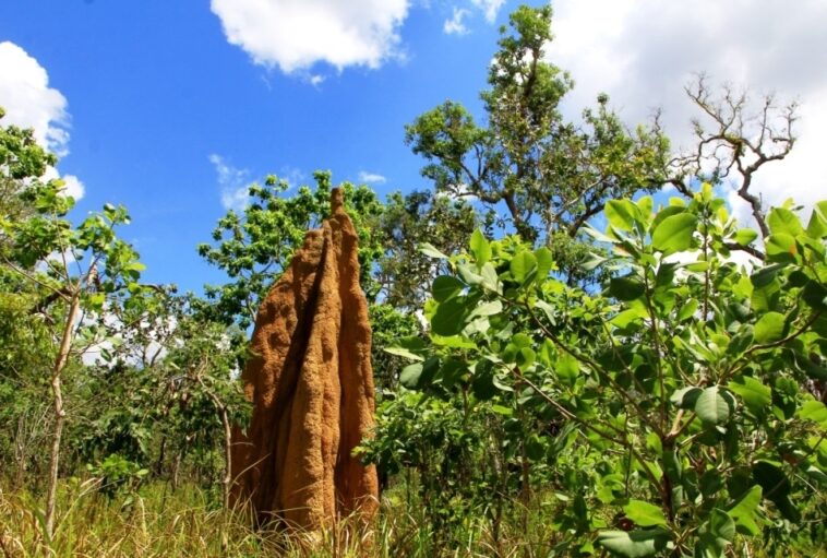 Taman Nasional Wasur, Surga Pecinta Alam di Papua dengan Kekayaan Flora ...