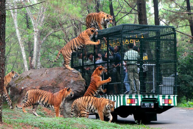 Fakta Unik Menjelang Dibukanya Solo Safari, Berbagai Kejutan Siap ...