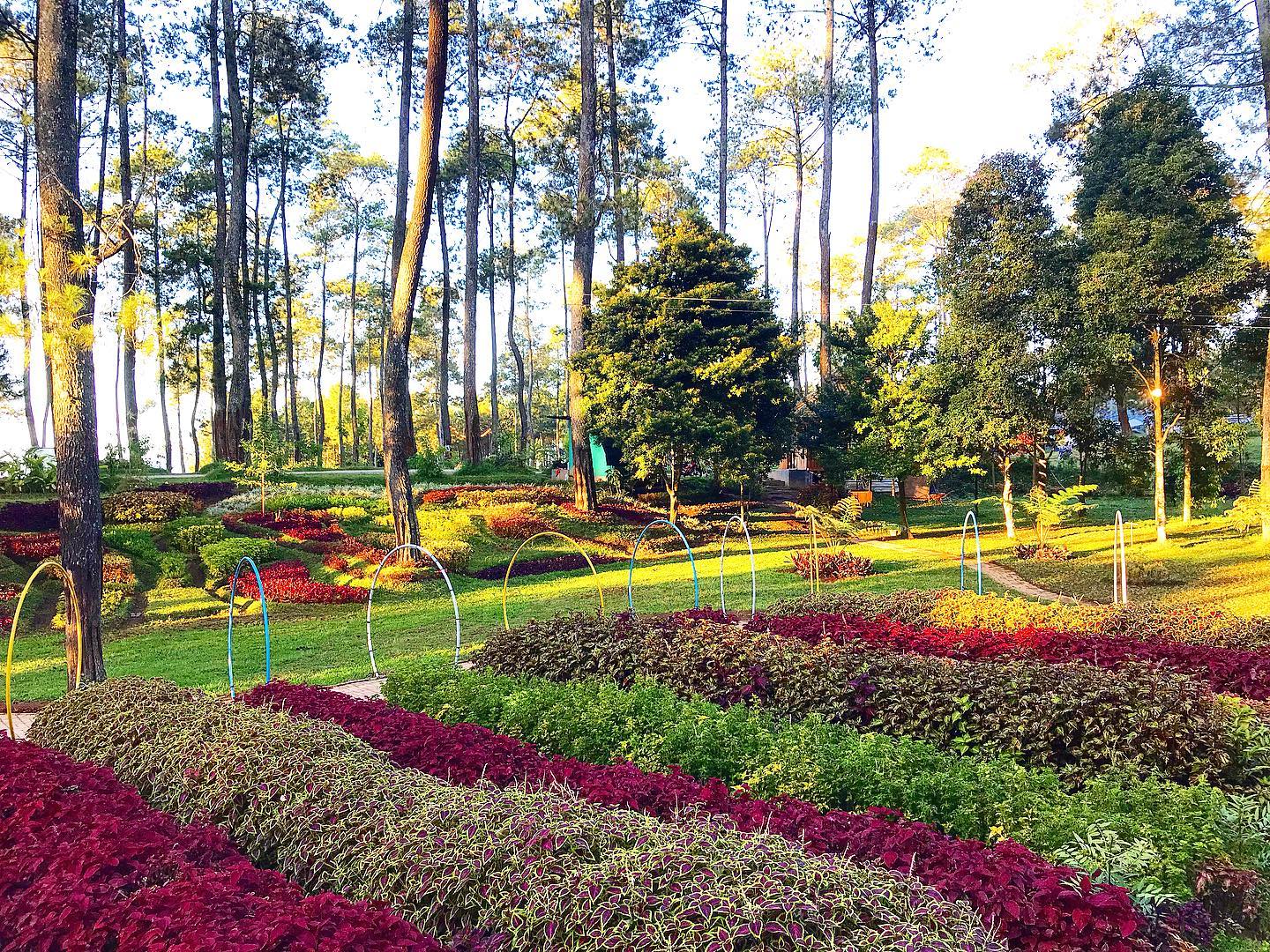 Kebon Pines Lembang, Kegiatan Outdoor Seru sampai Campervan